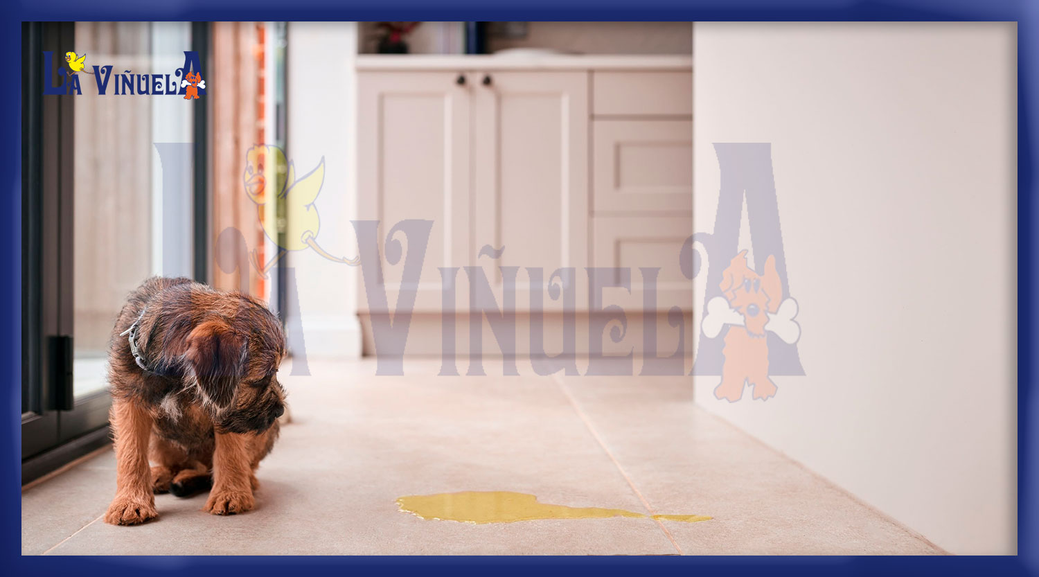 Por qué mi perro orina mucho - Centro Veterinario La Viñuela