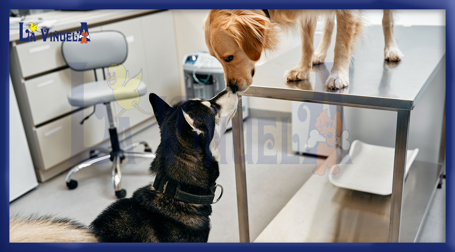 ¿Por qué mi perro estornuda mucho? - Centro veterinario la Viñuela en ...